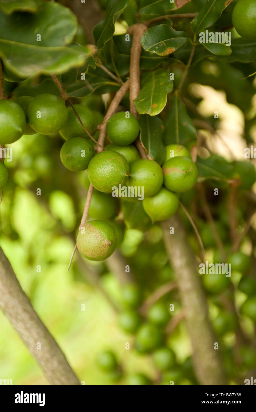 Macadamia tree -Fotos und -Bildmaterial in hoher Auflösung – Alamy