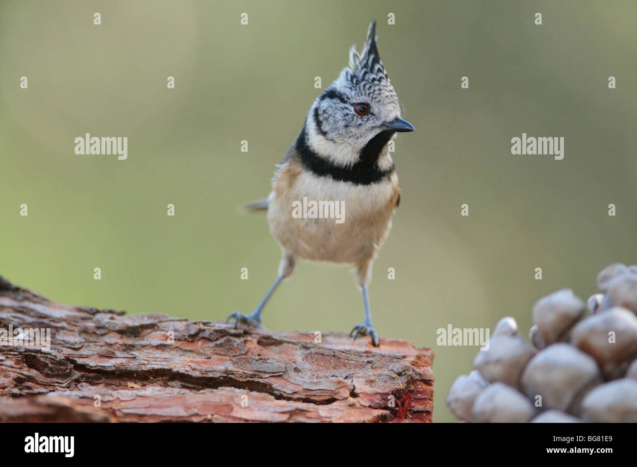 Haubenmeise (Parus Cristatus, auch bekannt als Lophophanes Cristatus ...