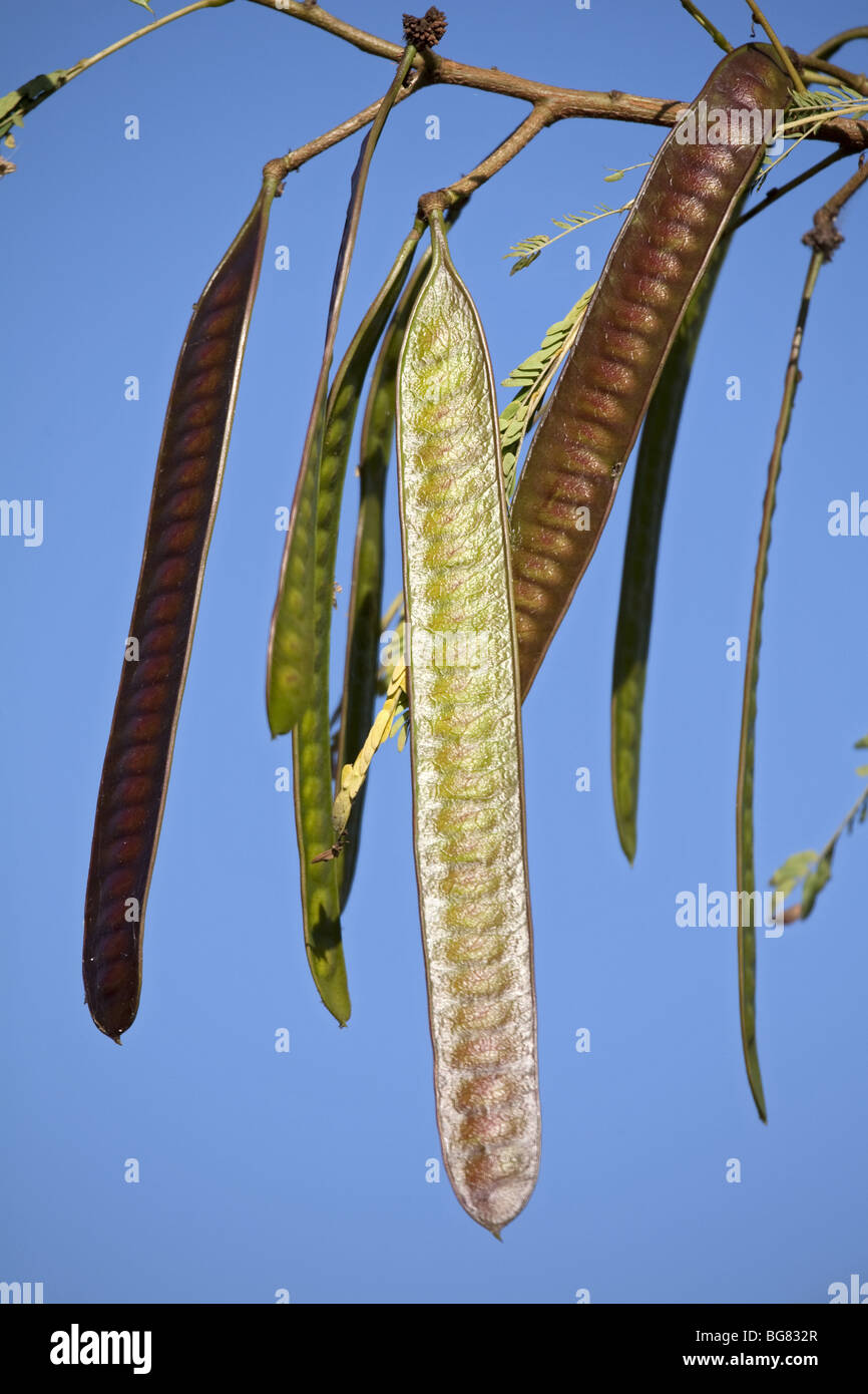 Indischer baumsamen -Fotos und -Bildmaterial in hoher Auflösung – Alamy