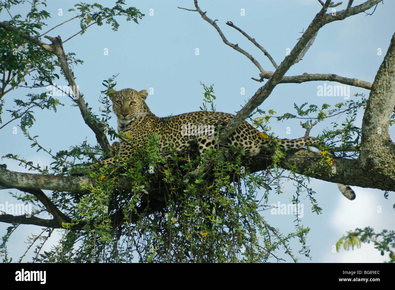 Afrikanischen Leoparden im Baum, Masai Mara, Kenia Stockfotografie - Alamy