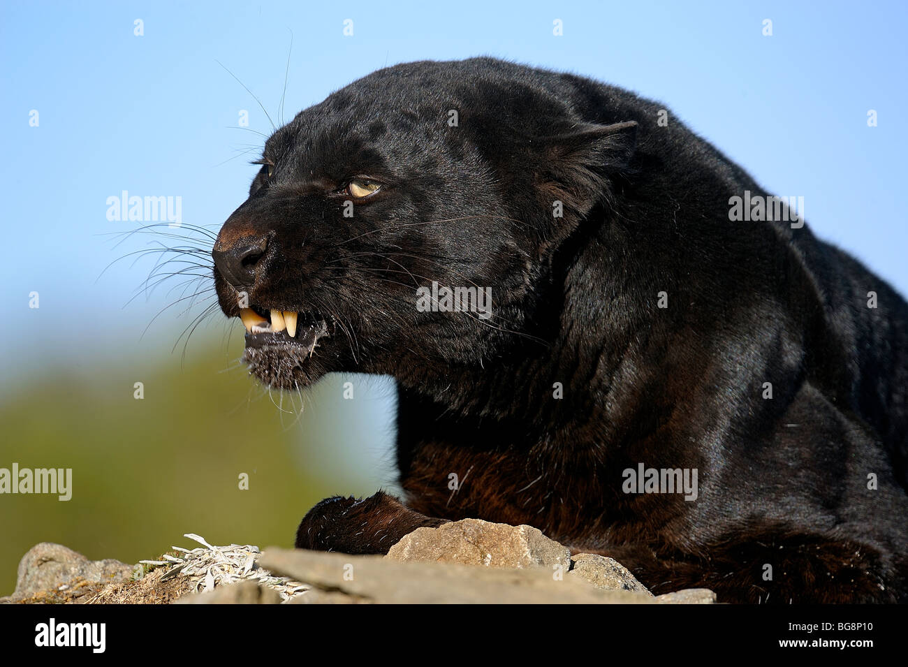 Melanistic schwarzer Leopard (Panthera pardus) - Captive, Bozeman ...