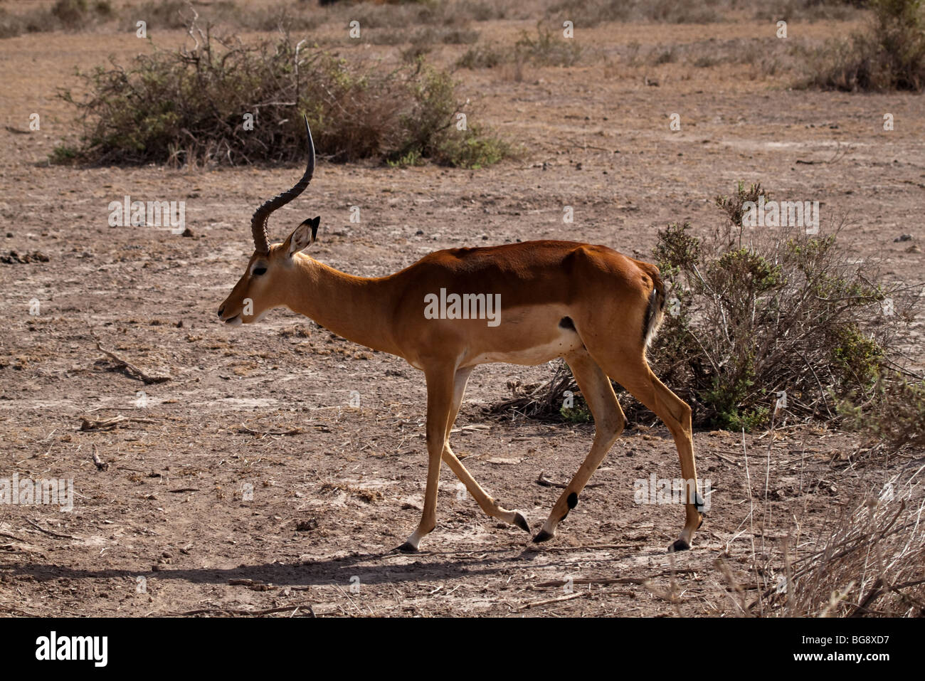 Amboseli thomas gazelle -Fotos und -Bildmaterial in hoher Auflösung – Alamy