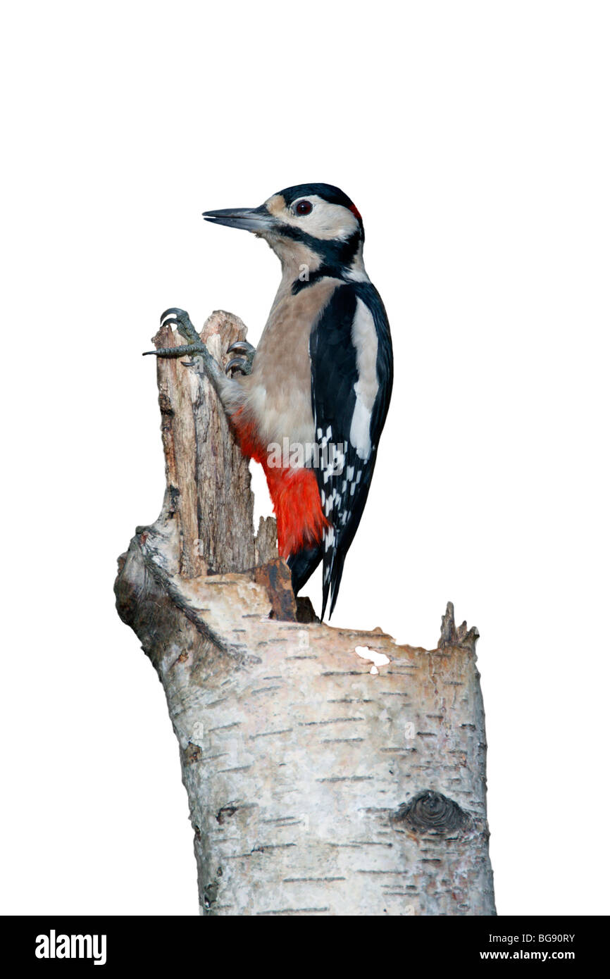 Der specht -Fotos und -Bildmaterial in hoher Auflösung – Alamy