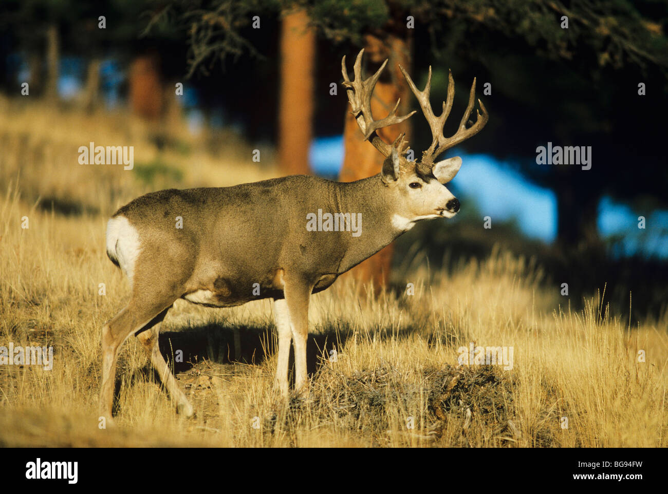 Trophy Maultierhirsch Stockfotos und -bilder Kaufen - Alamy