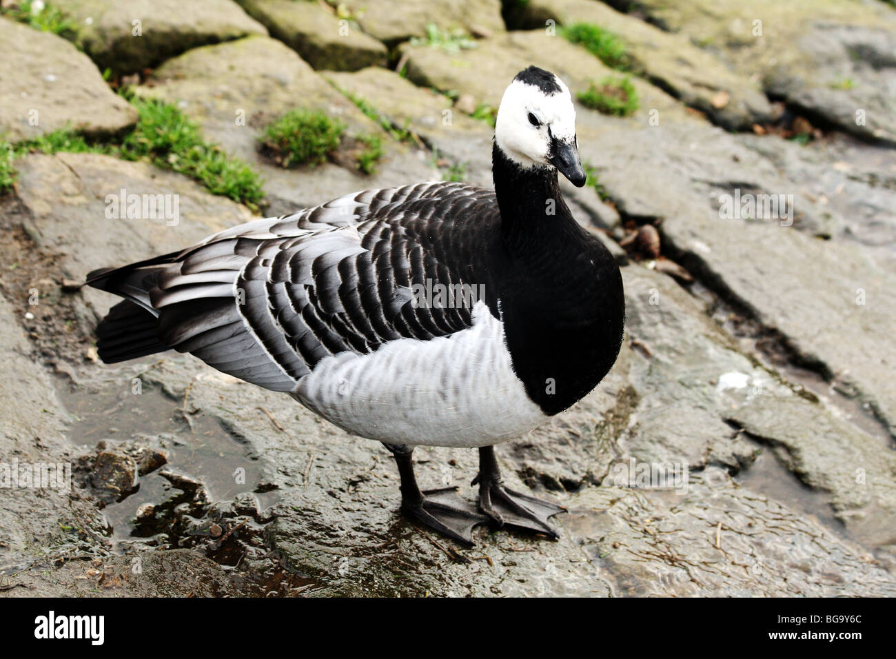 Die familie anatidae -Fotos und -Bildmaterial in hoher Auflösung – Alamy
