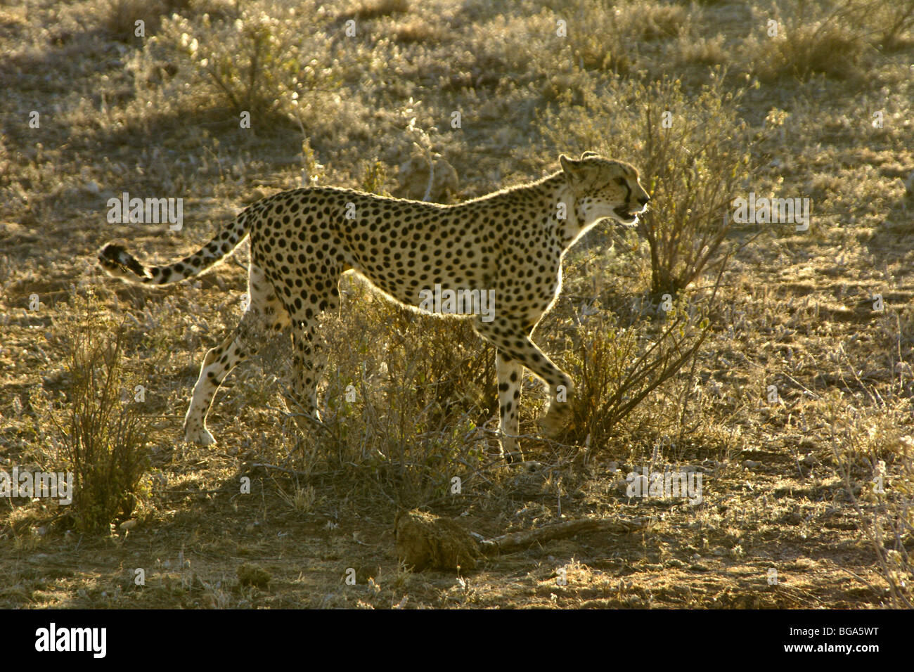 Gehender gepard -Fotos und -Bildmaterial in hoher Auflösung – Alamy