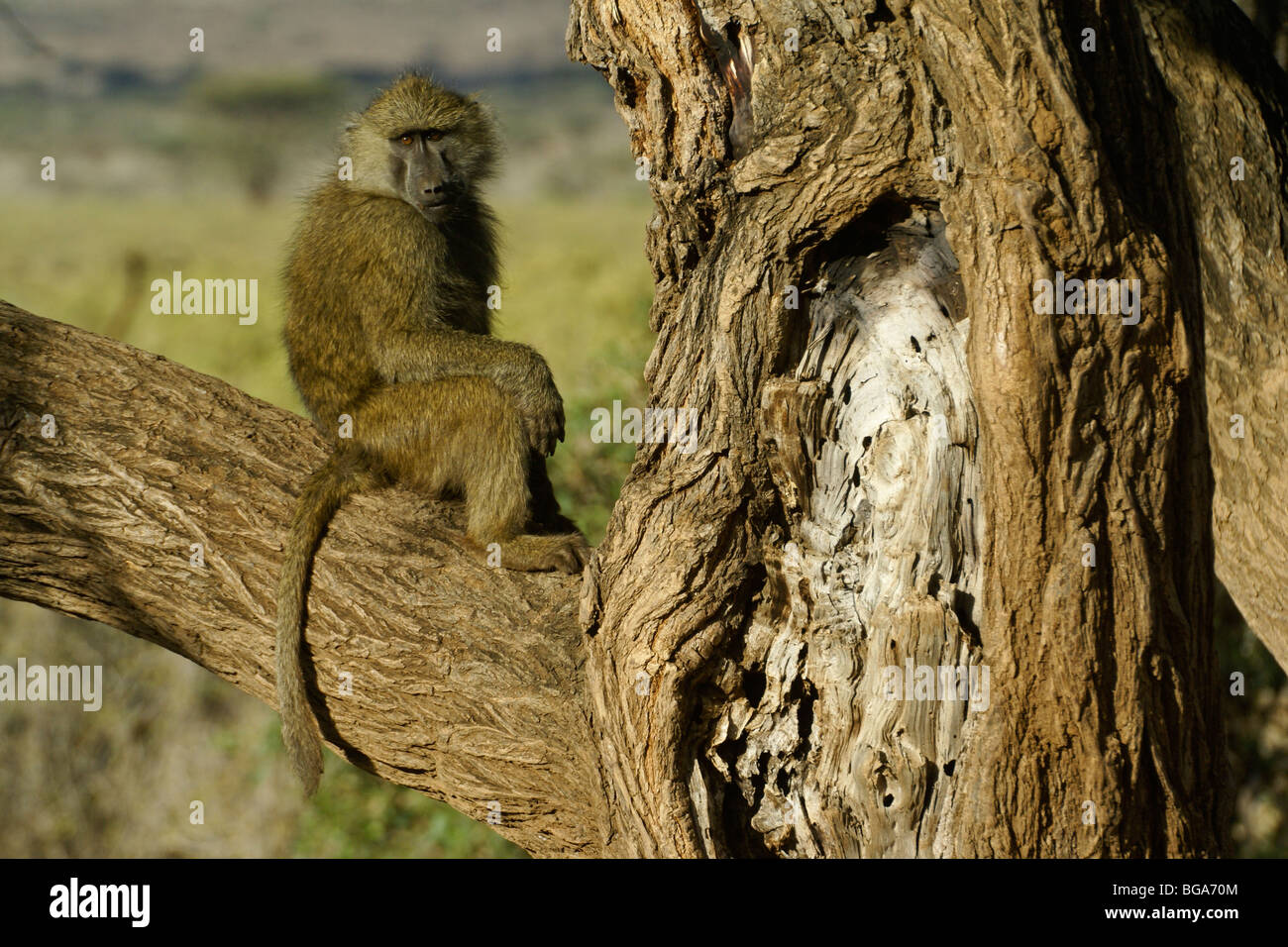 Pavian sitzt -Fotos und -Bildmaterial in hoher Auflösung – Alamy