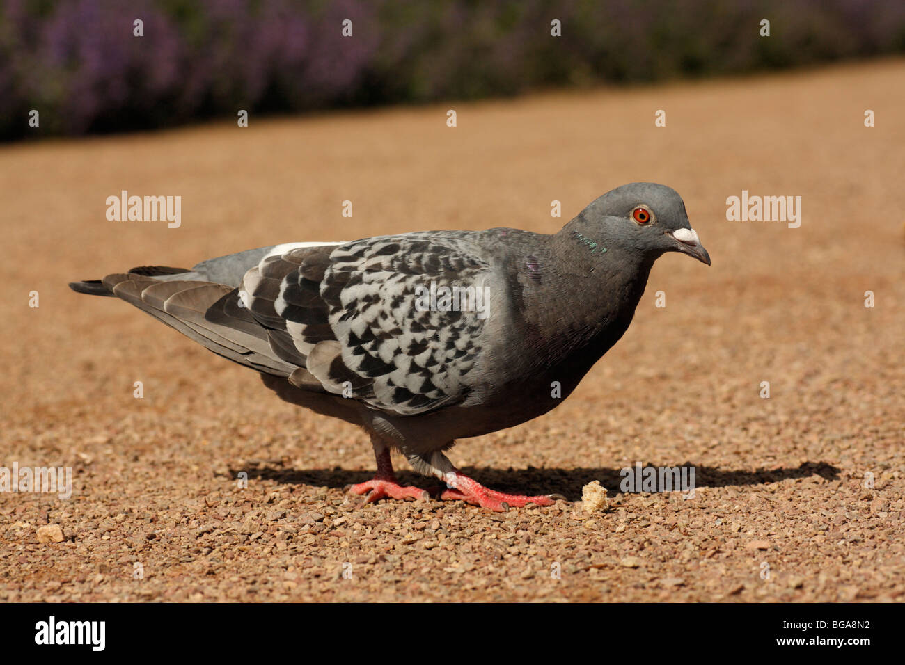 Wilde taube -Fotos und -Bildmaterial in hoher Auflösung – Alamy