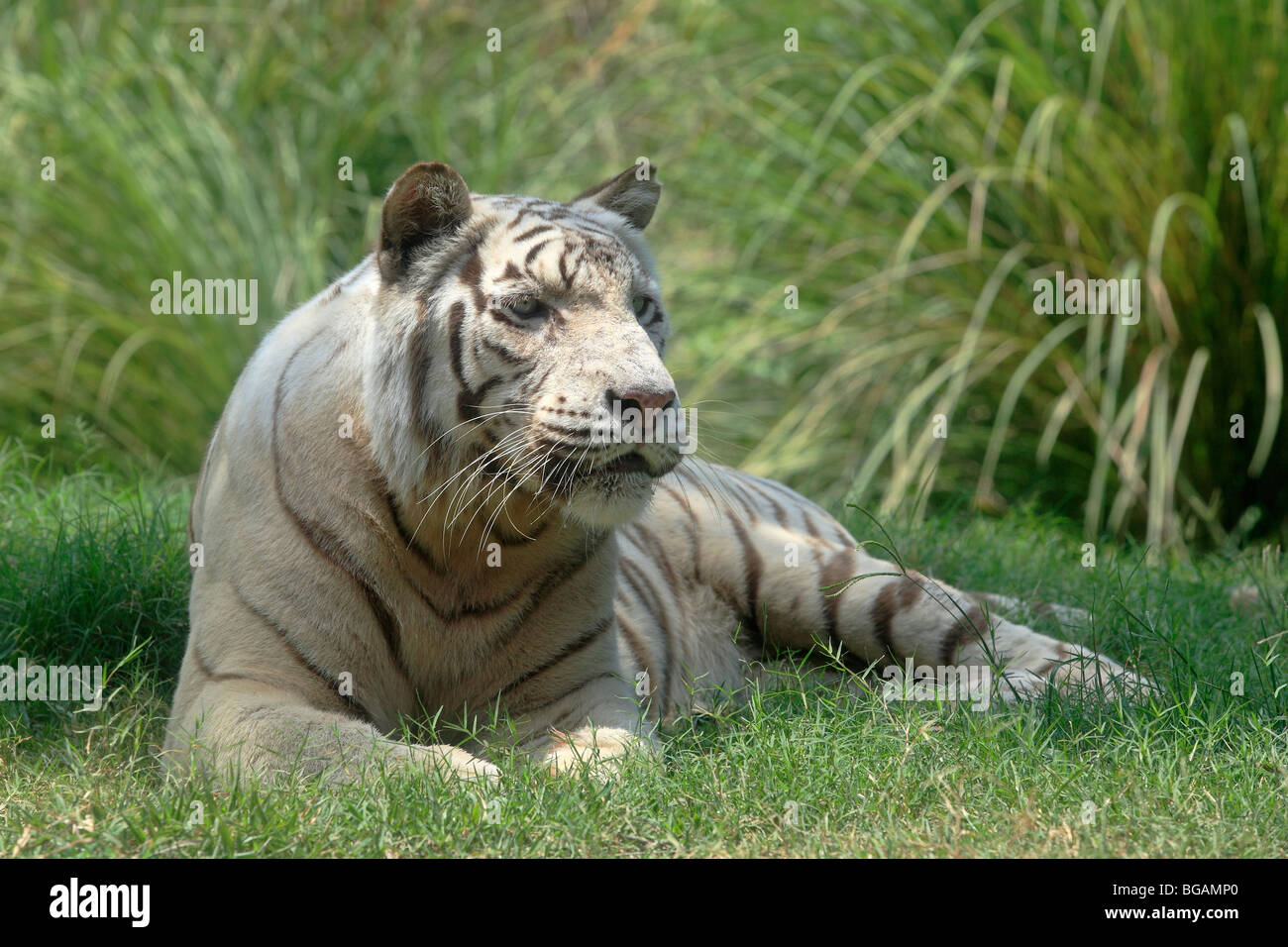 Balischer tiger -Fotos und -Bildmaterial in hoher Auflösung – Alamy