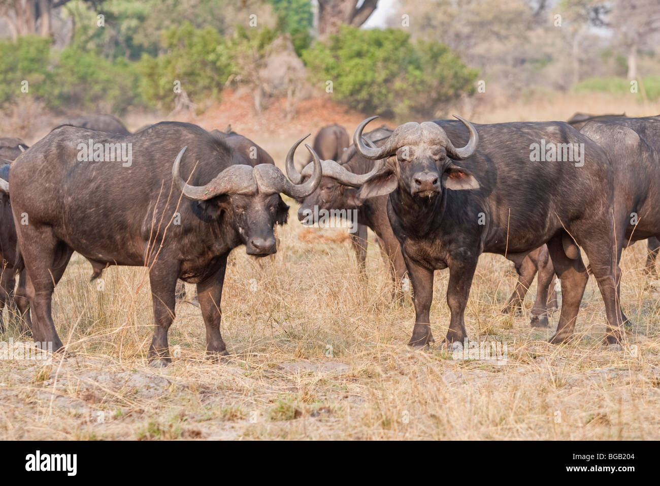 Herde von wilden Büffel im südlichen Afrika. Das Foto wurde in Namibias ...