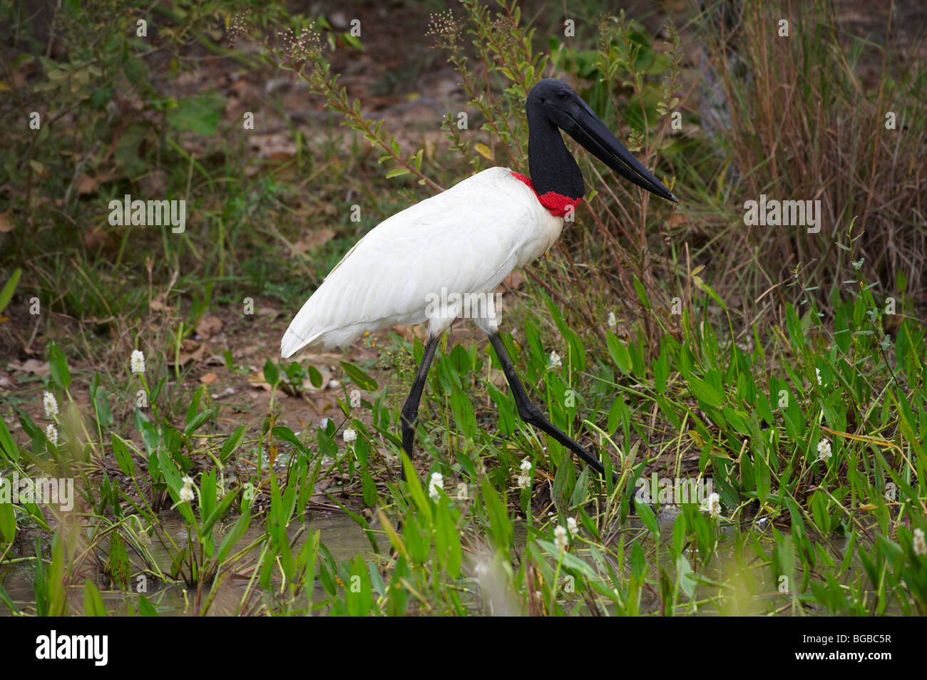 Jabiru jabiru mycteria -Fotos und -Bildmaterial in hoher Auflösung – Alamy