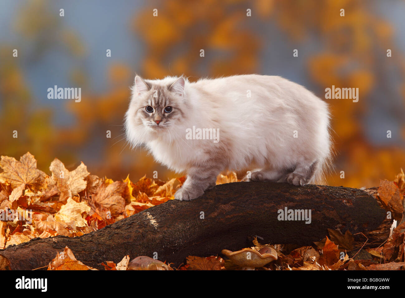 Neva Masquarade, Blue-Silver-Tabby-Point / sibirische Waldkatze ...