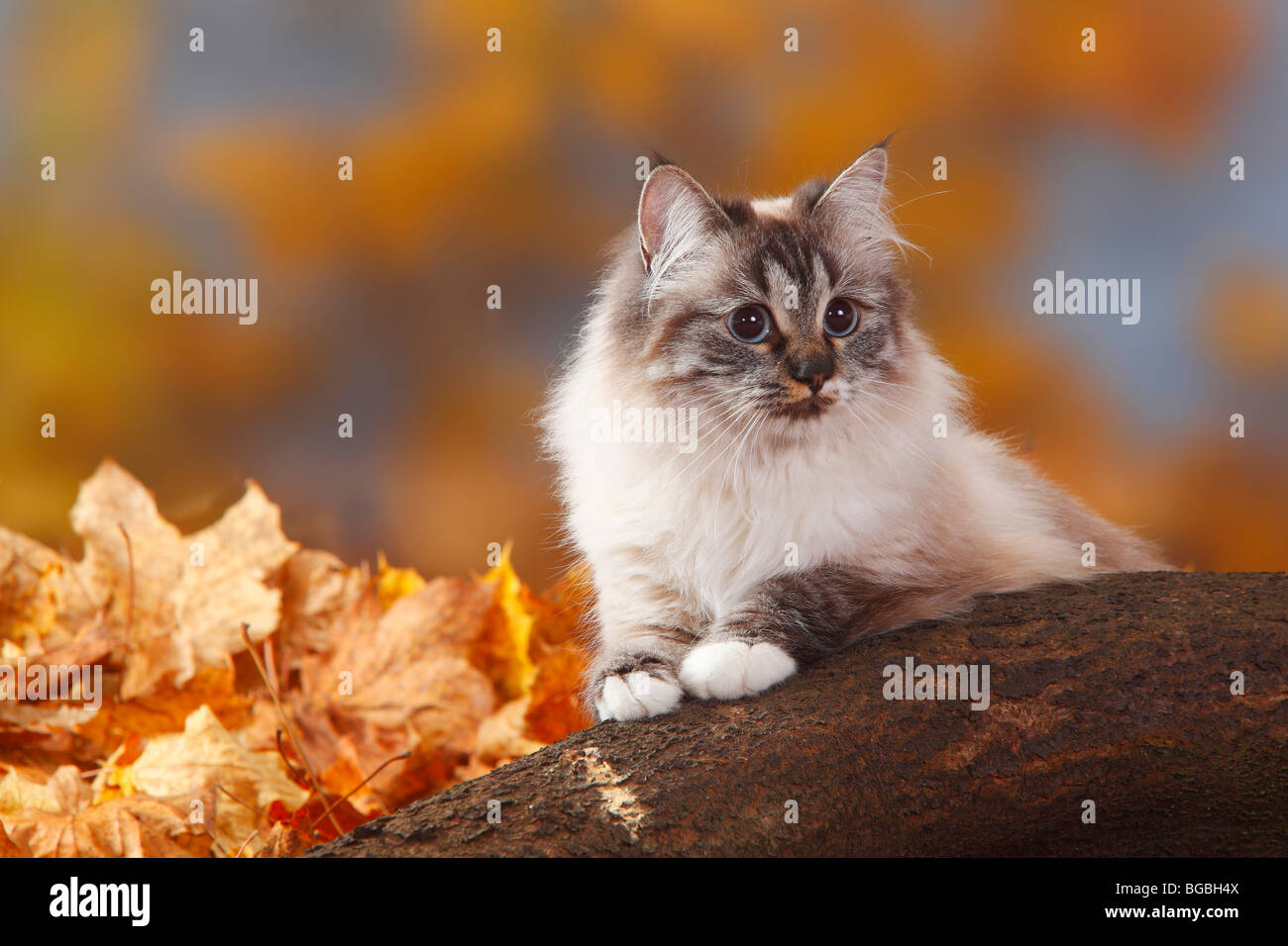 Neva Masquarade, Seal-Tabby-Point-weiß / sibirische Waldkatze ...