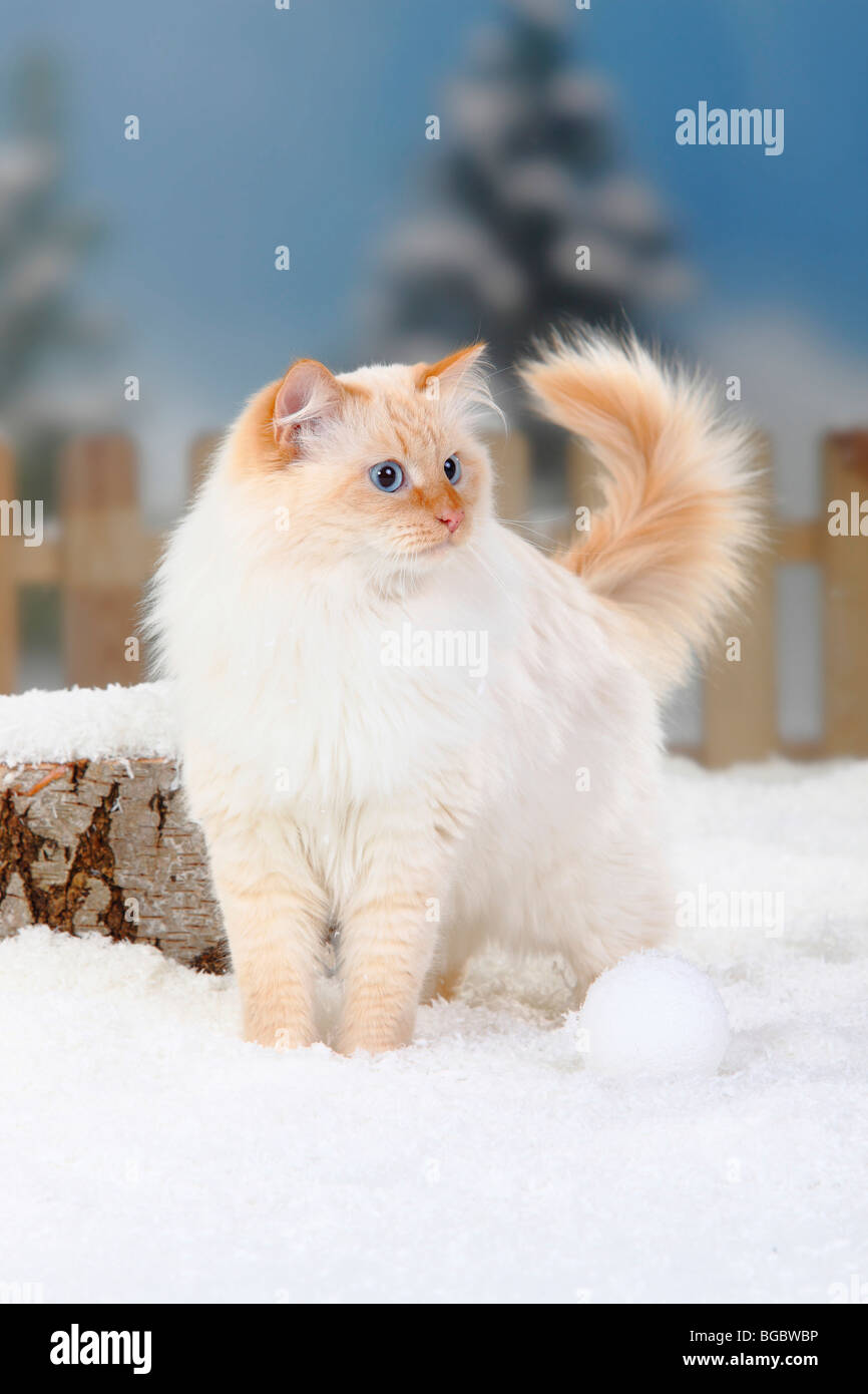 Neva Masquarade, Tomcat, Red-Tabby-Point-White / Neva Masquerade ...