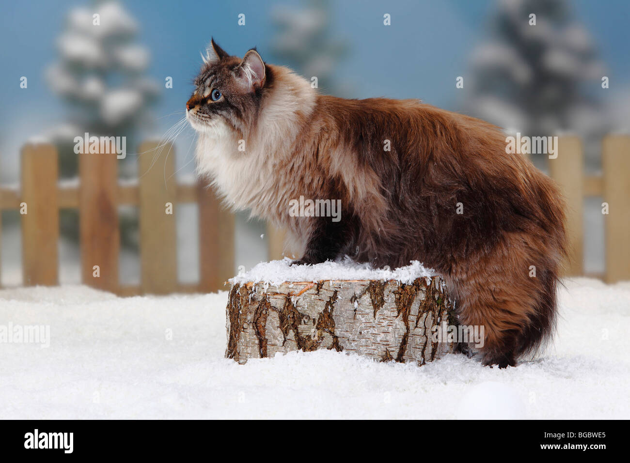Neva Masquarade Kater, Seal-Tabby-Point / Neva Masquerade, Sibirische ...