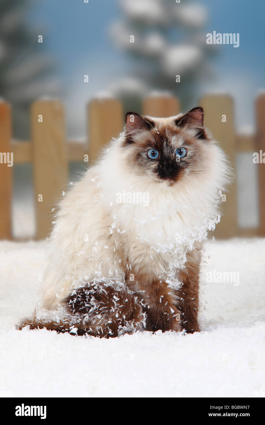 Neva Masquarade / sibirische Waldkatze, Sibirische Katze, Sibirien ...