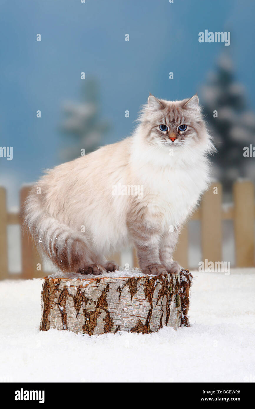 Neva Masquarade, Blue-Silver-Tabby-Point / Neva Masquerade, Sibirische ...