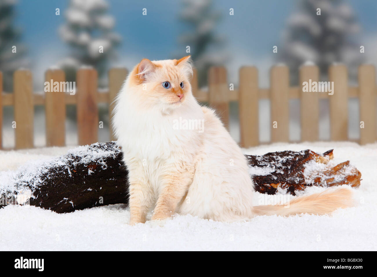 Neva Masquarade, Tomcat, Red-Tabby-Point-White / Neva Masquerade ...