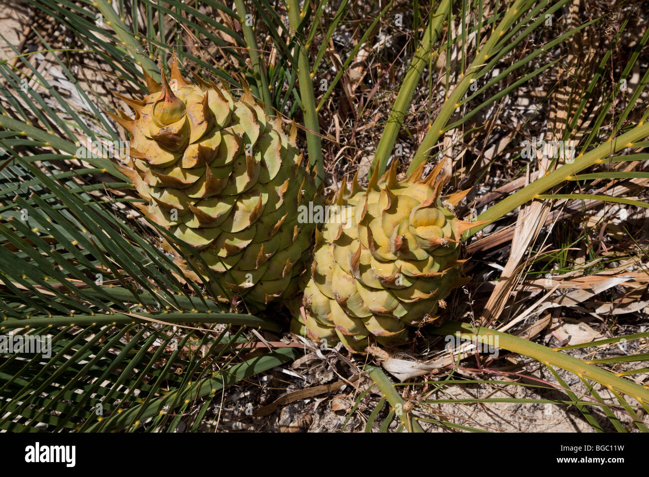 Macrozamia riedlei -Fotos und -Bildmaterial in hoher Auflösung – Alamy