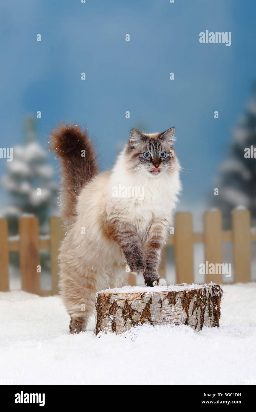 Neva Masquarade, Tomcat / Neva Masquerade, Sibirische Katze, sibirische ...