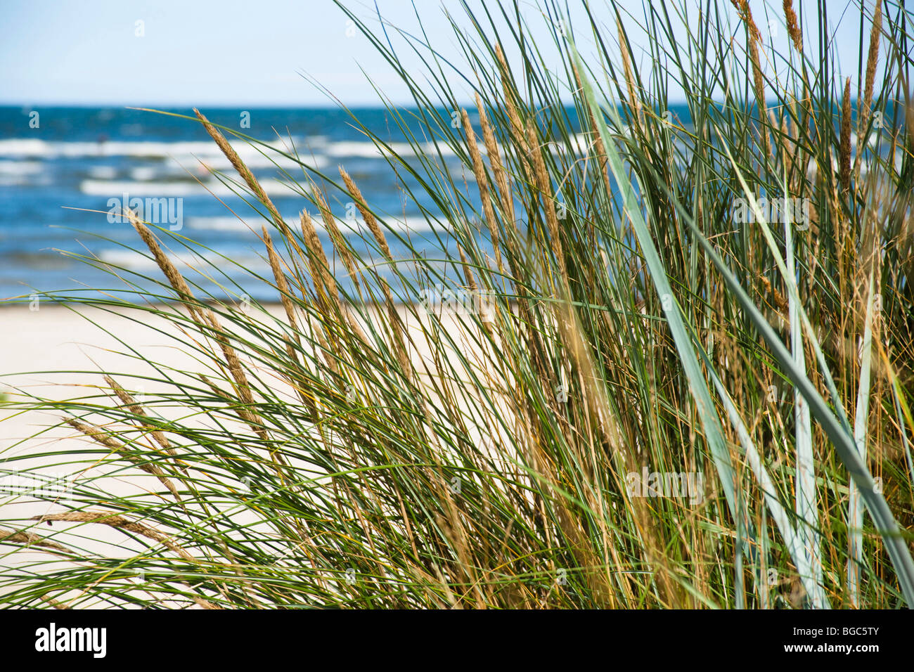 Strandhafer gras -Fotos und -Bildmaterial in hoher Auflösung – Alamy