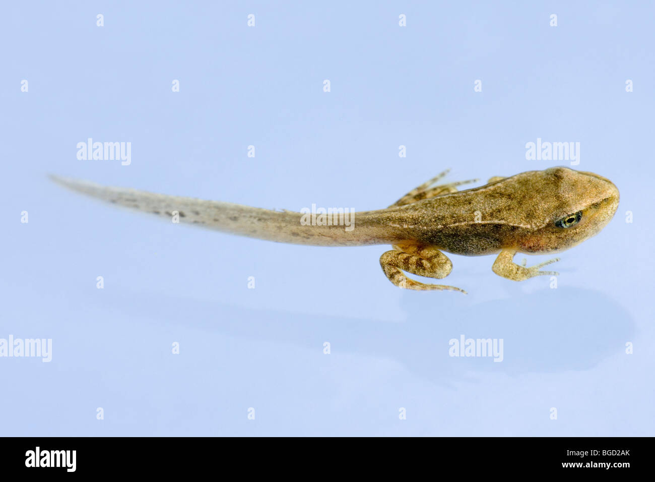 Grasfrosch (Rana temporaria). Metamorphose; Entwicklung von der ...