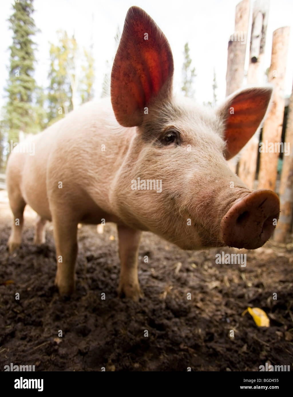 Bauernhof schwein Stockfotos und -bilder Kaufen - Seite 2 - Alamy