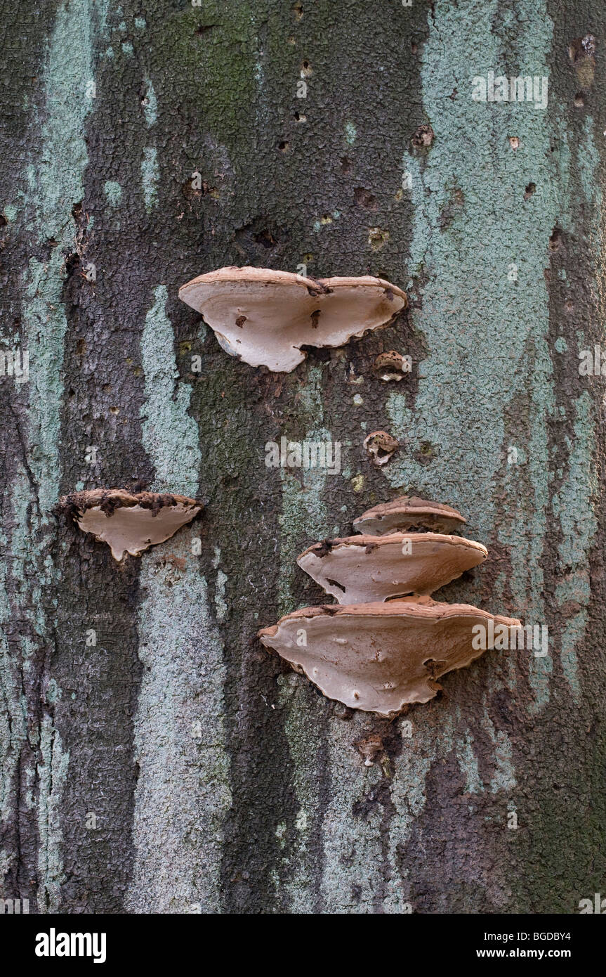Hoof fungus on beech trunk -Fotos und -Bildmaterial in hoher Auflösung ...