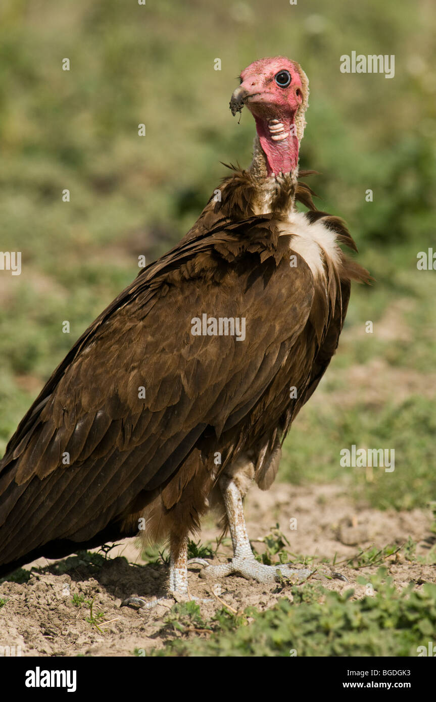 Katavi nationalpark -Fotos und -Bildmaterial in hoher Auflösung – Alamy