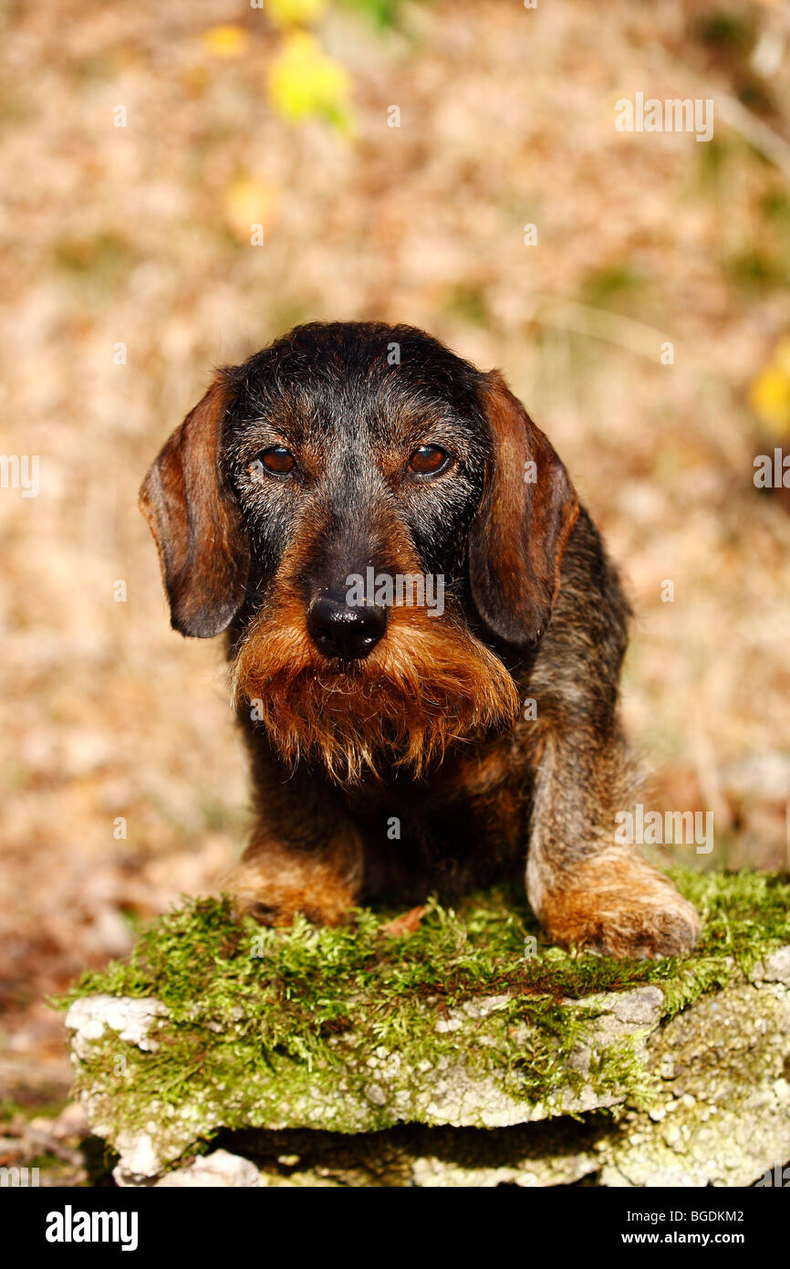 Rauhaar Dackel (Canis Lupus Familiaris) auf einer Moos bewachsenen ...