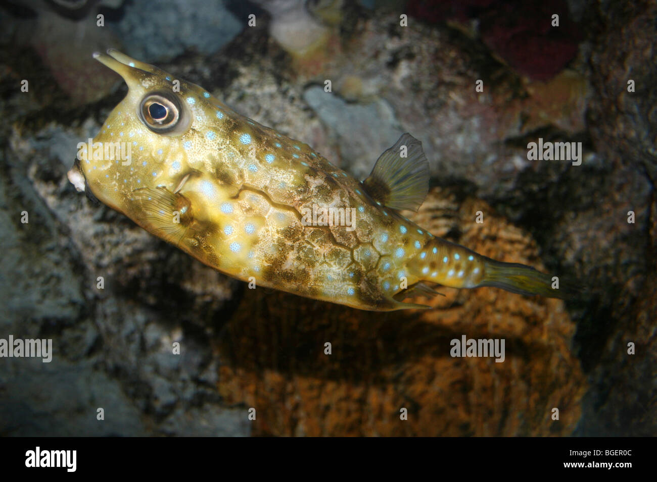 Longhorn Cowfish alias Horned Boxfish Lactoria Cornuta Stockfotografie ...