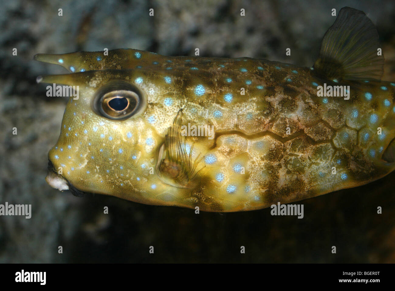 Head Of Longhorn Cowfish alias Horned Boxfish Lactoria Cornuta ...