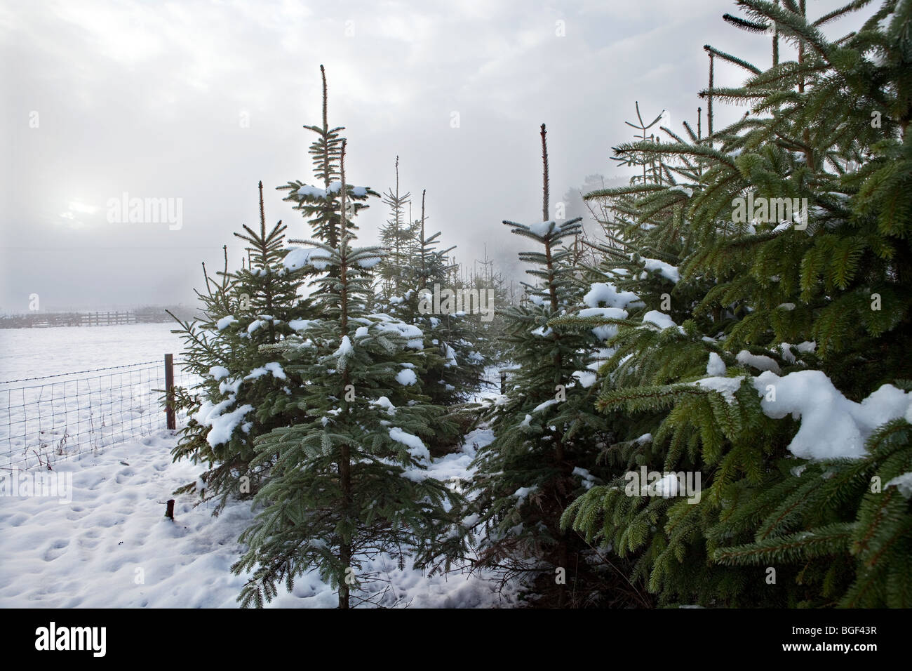 Fir trees -Fotos und -Bildmaterial in hoher Auflösung – Alamy