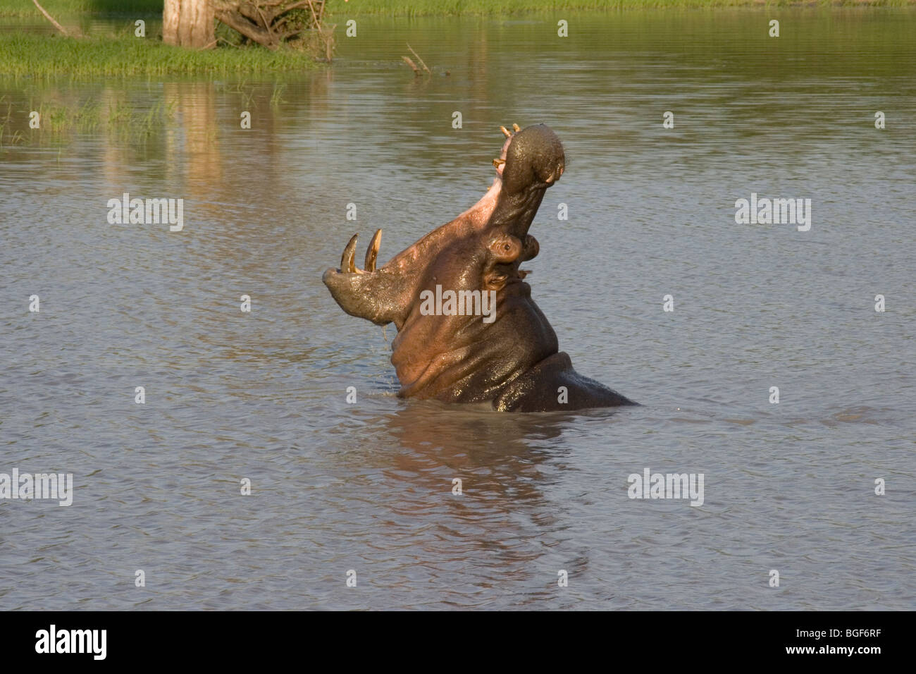Hippo tusks -Fotos und -Bildmaterial in hoher Auflösung – Alamy