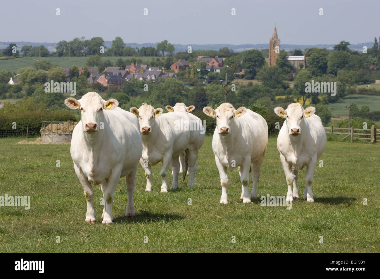 Charolais rinder -Fotos und -Bildmaterial in hoher Auflösung – Alamy
