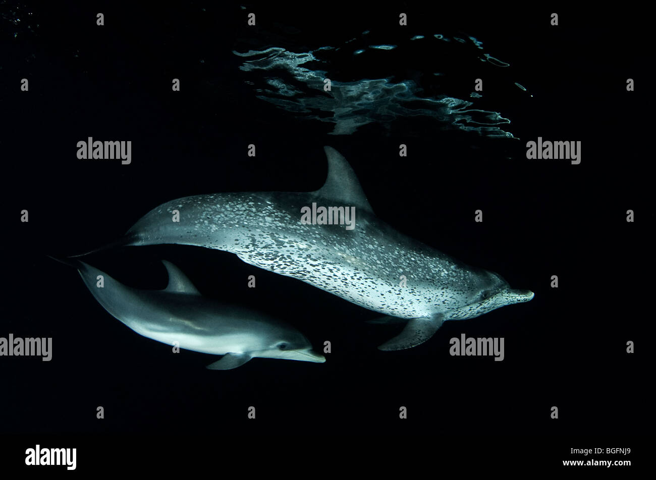 Baby delfin -Fotos und -Bildmaterial in hoher Auflösung – Alamy