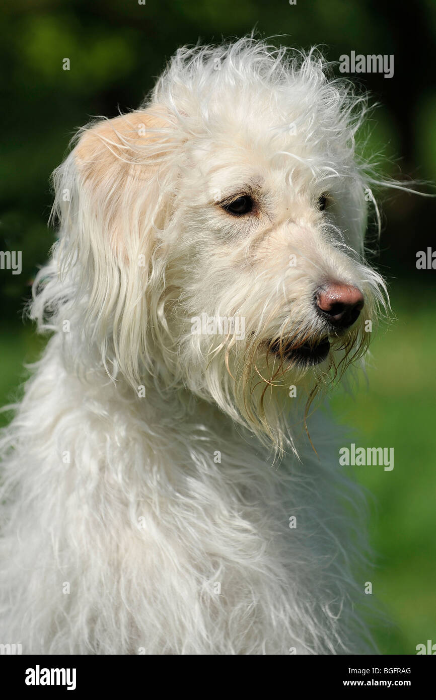 Labrador X Pudel Stockfotos und -bilder Kaufen - Alamy