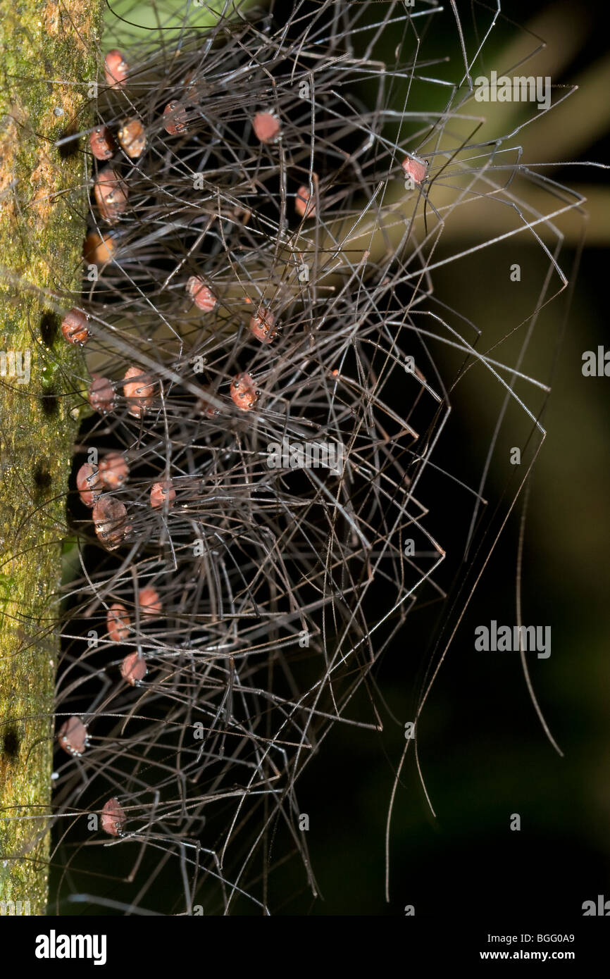 Große Ansammlung von Weberknechte (Opiliones Reihenfolge) auf einem ...
