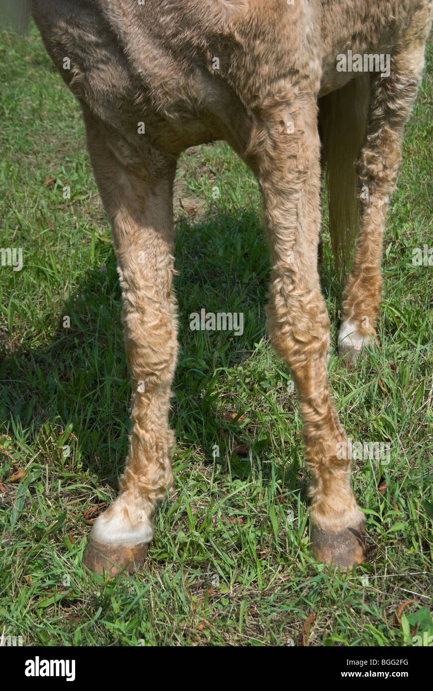 Anatomie bein pferd Stockfotos und -bilder Kaufen - Alamy
