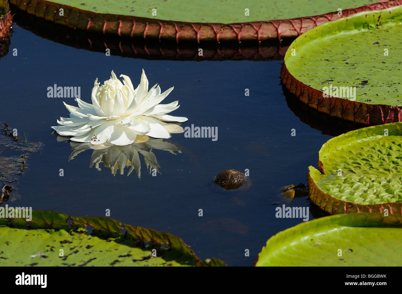 Riesige Seerose (Victoria Amazonica) zeigt weiße Blume und Blätter ...