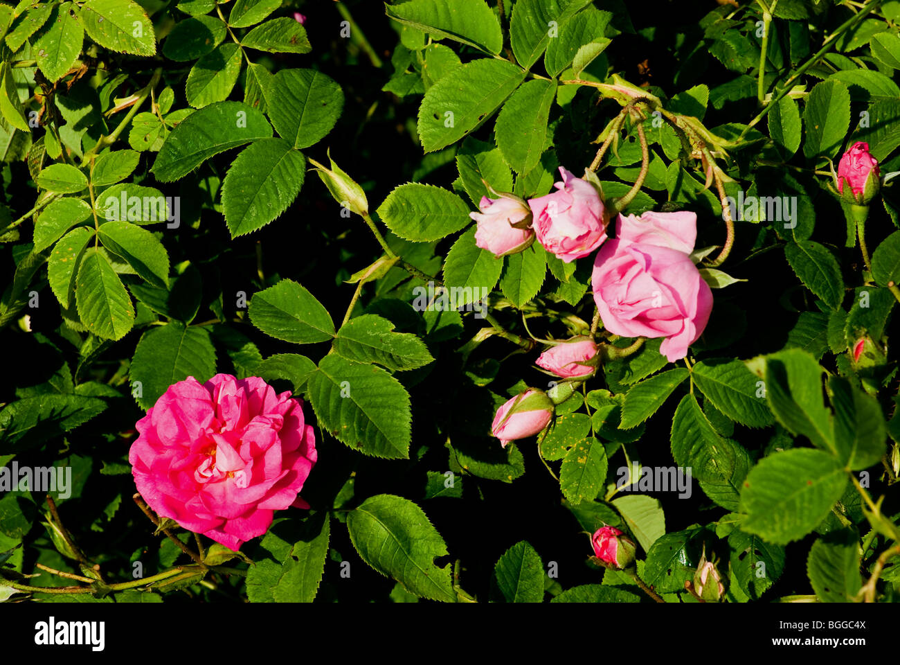 Damaris rosen -Fotos und -Bildmaterial in hoher Auflösung – Alamy