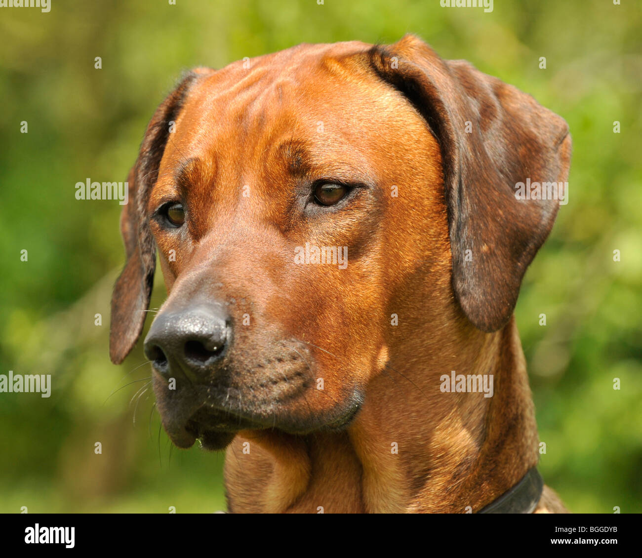 Dog Rhodesian Ridgeback African Lion Stockfotos und -bilder Kaufen - Alamy