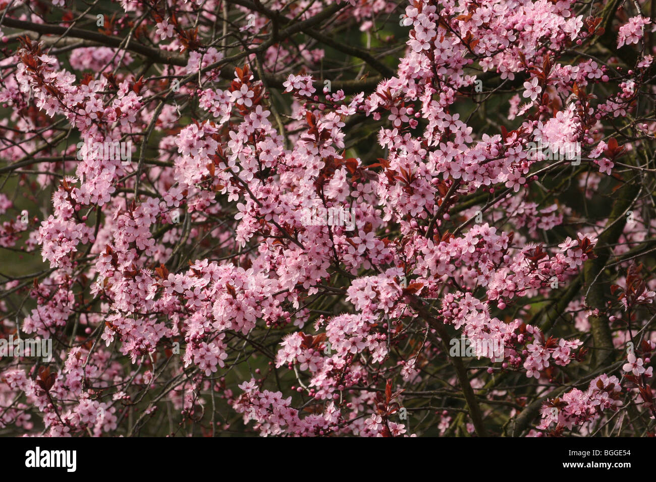 Kirschpflaume (Prunus Cerasifera Nigra), blühend Stockfotografie - Alamy