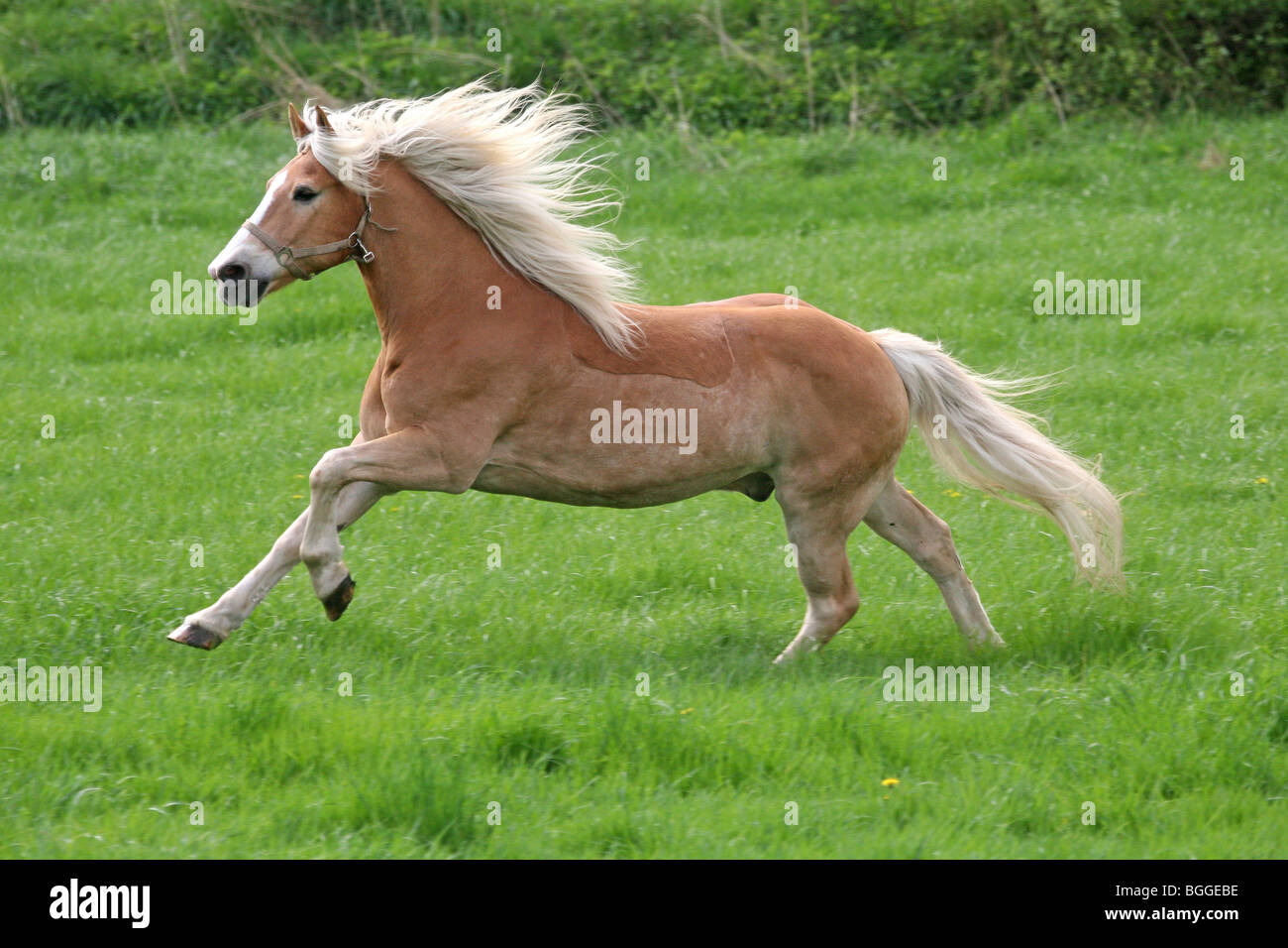 Haflinger horse in gallop -Fotos und -Bildmaterial in hoher Auflösung – Alamy