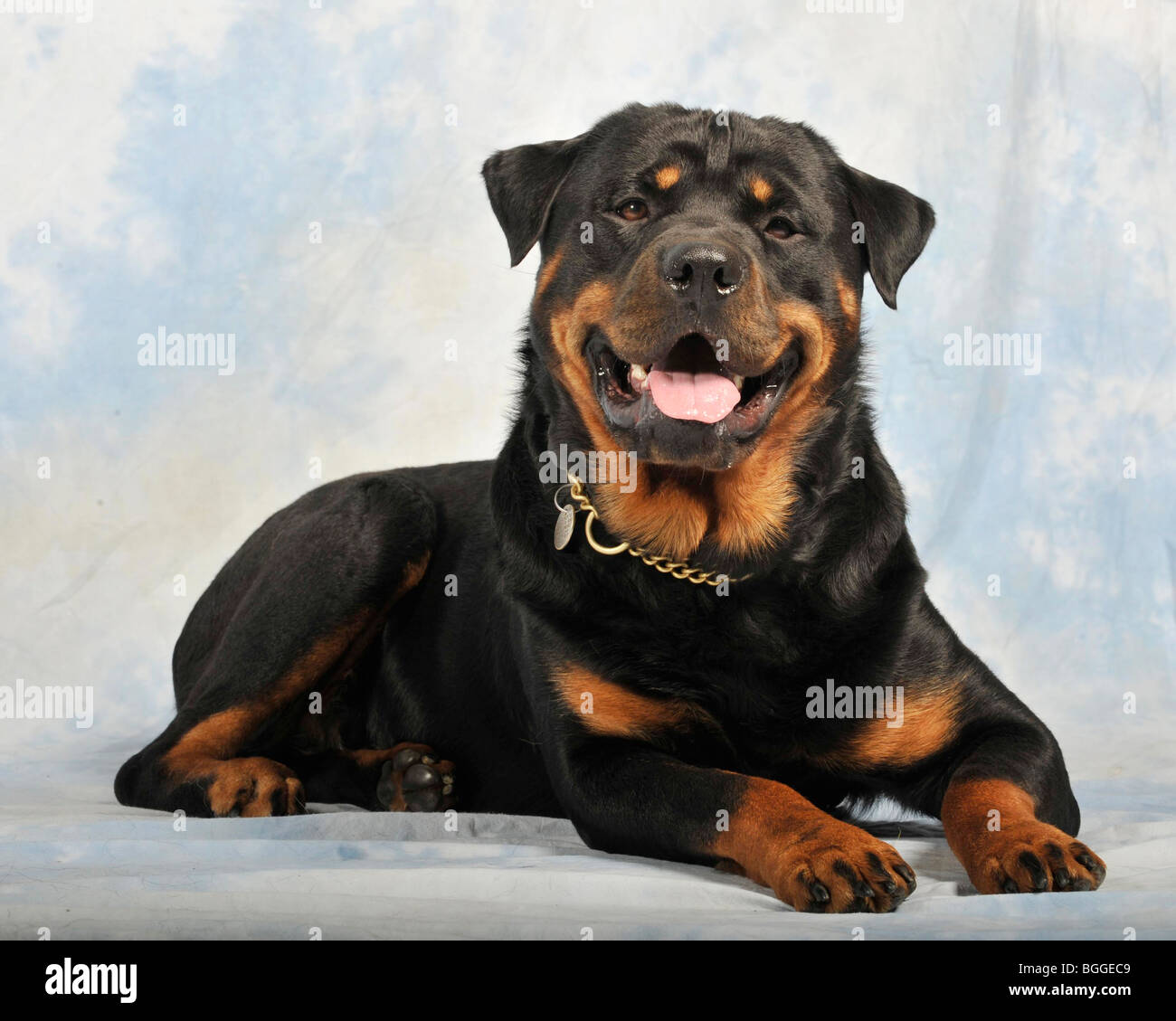 Rottweiler Hund liegend in Studioaufnahme Stockfotografie - Alamy