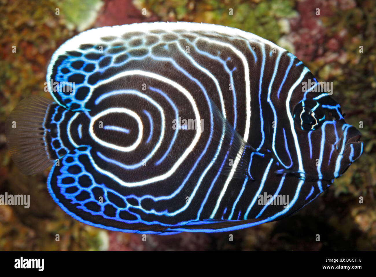 Kaiser kaiserfisch pomacanthus imperator -Fotos und -Bildmaterial in ...