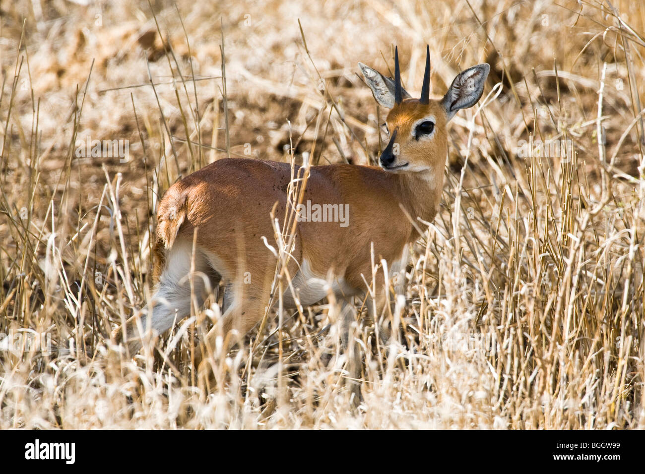 Oribi ourebia ourebi -Fotos und -Bildmaterial in hoher Auflösung – Alamy