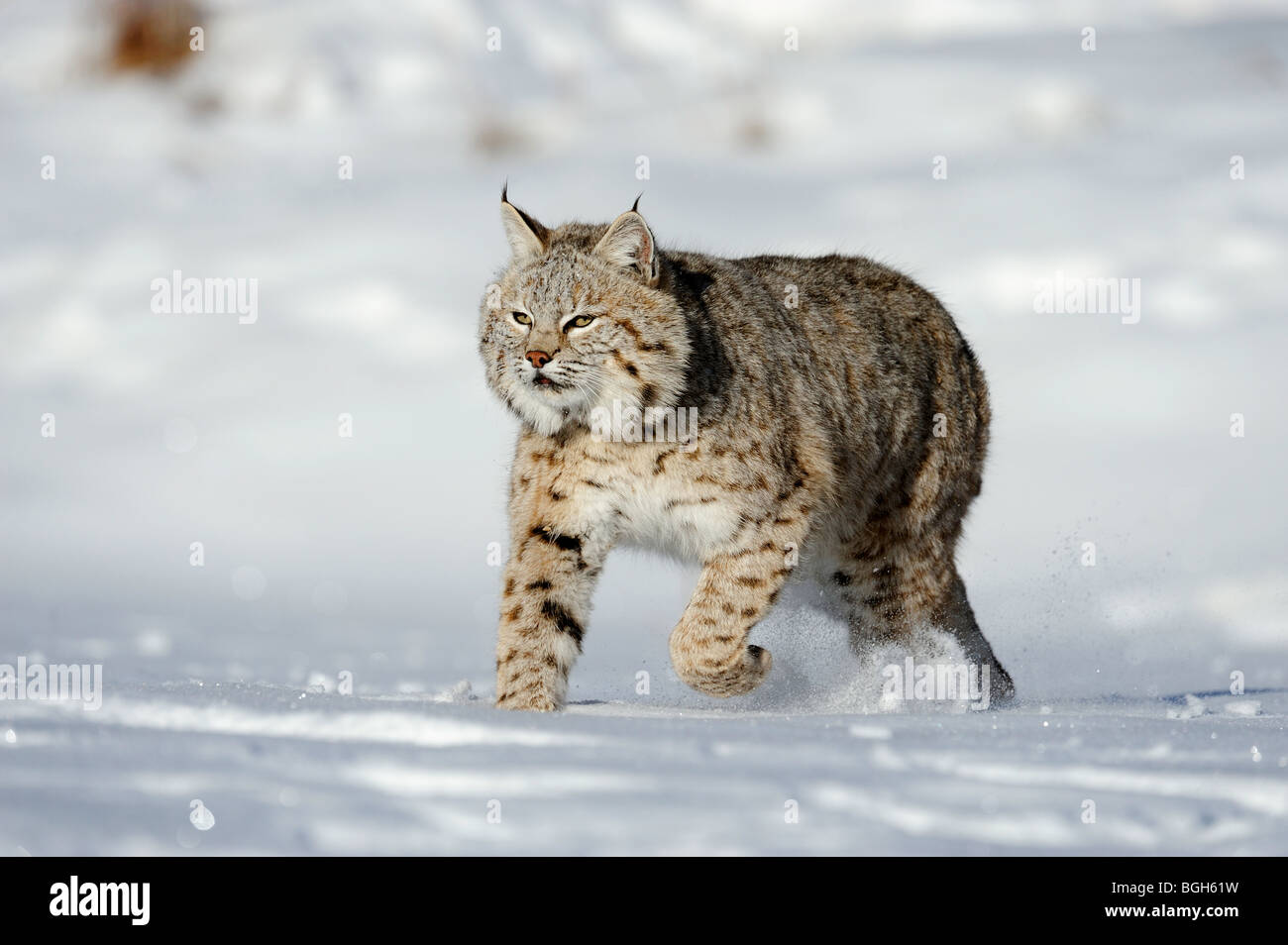 Rotluchs (Lynx rufus) - Captive, winter Lebensraum, Bozeman, Montana ...