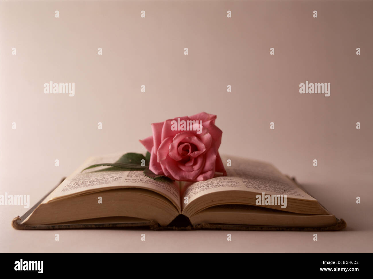 Book rose -Fotos und -Bildmaterial in hoher Auflösung - Seite 2 - Alamy