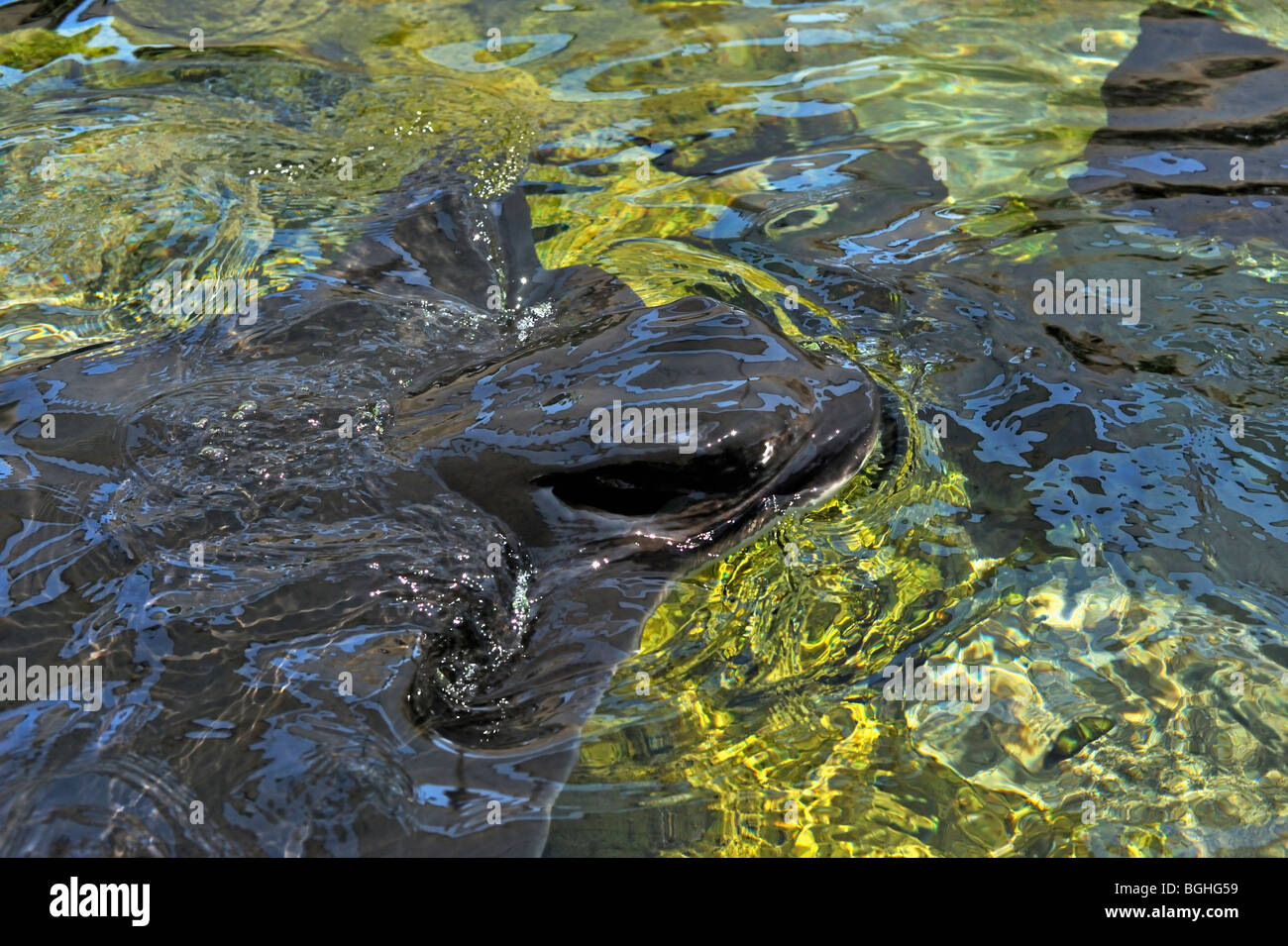 Wasserfledermaus fisch -Fotos und -Bildmaterial in hoher Auflösung – Alamy